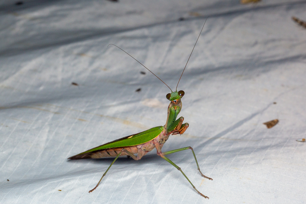 Giant Asian Mantises from Lore Lindu Nasional Park, Sedoa,Sulawesi ...