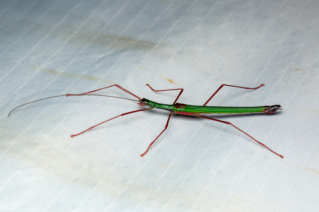 Nescicroa from Lore Lindu Nasional Park, Sedoa,Sulawesi Tengah ...