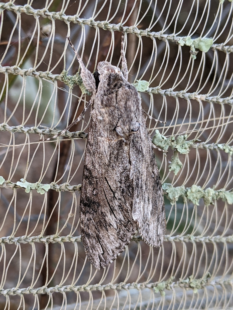 Convolvulus Hawkmoth from 4188 Gwydir Highway, Elsmore NSW 2360 ...