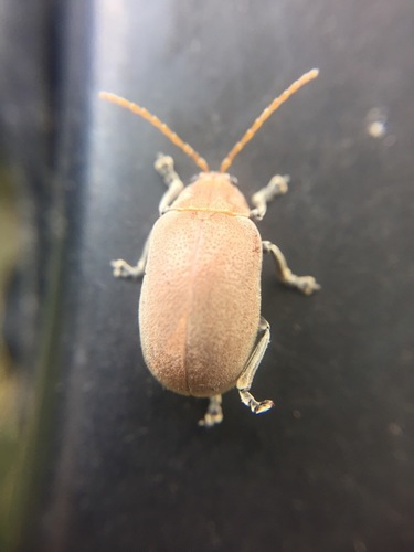 Genus Menippus · iNaturalist
