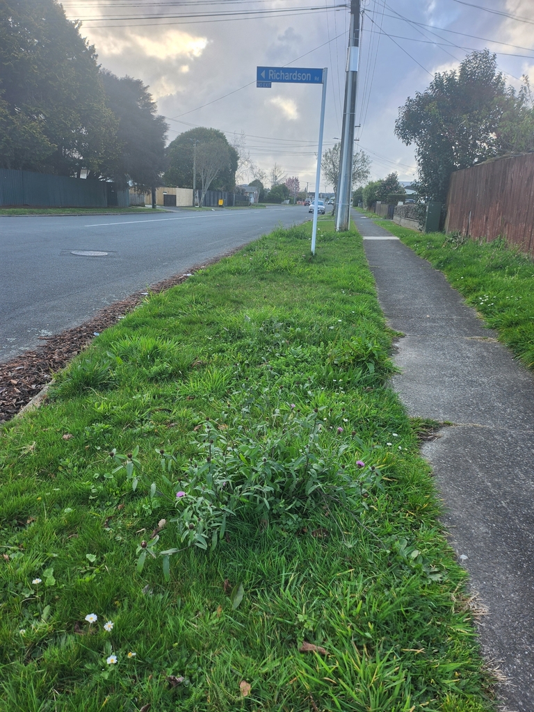 Common Knapweed Complex from Bader, Hamilton 3206, New Zealand on ...
