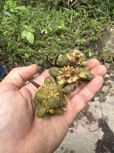 Prainea limpato · iNaturalist