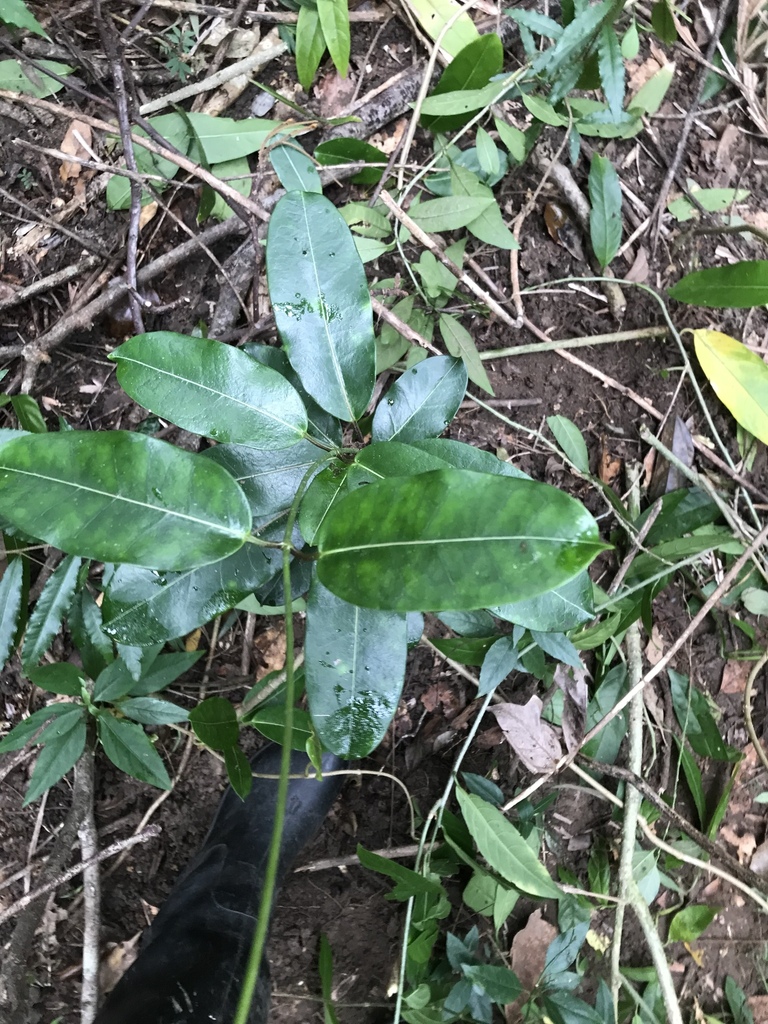 Common Milk Vine from Edwin Rd, Buderim, QLD, AU on July 28, 2024 at 12 ...