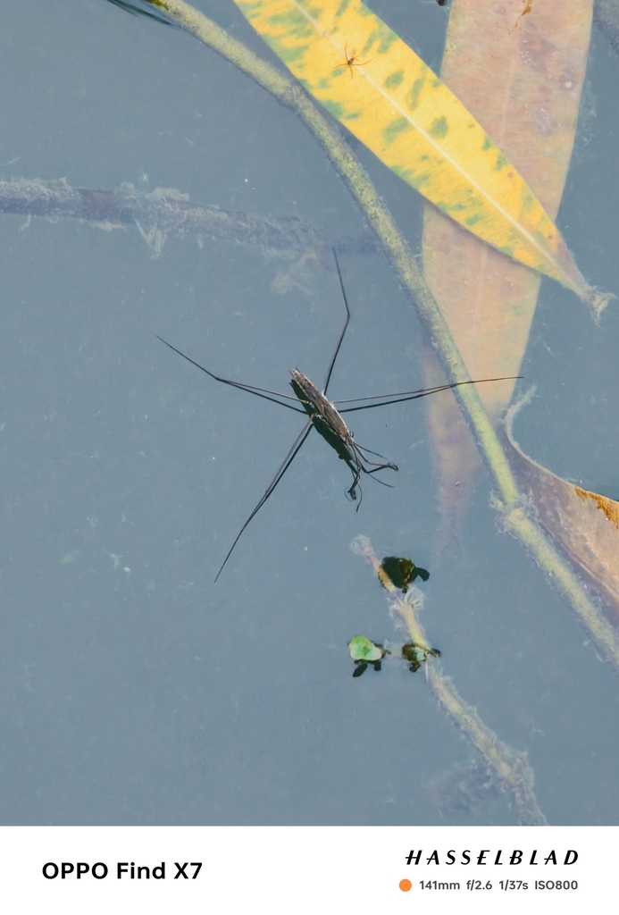 Giant Water Strider from Zhoushan, CN-ZJ, CN on August 27, 2024 at 05: ...