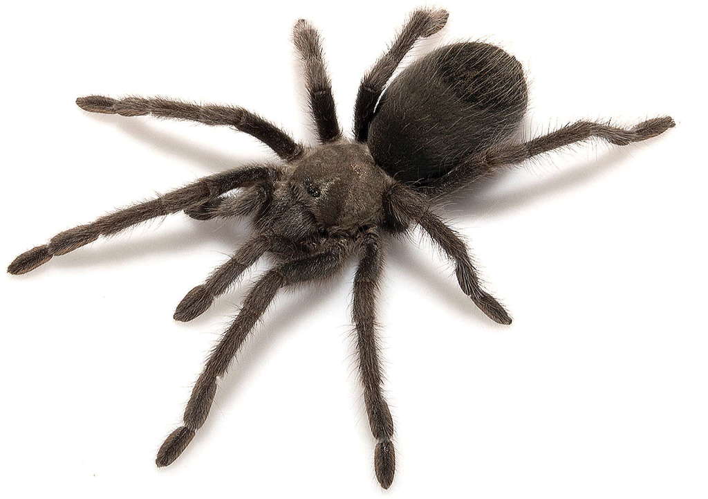 Atomic Tarantula (Tarantulas and Trapdoor Spiders of the United States ...