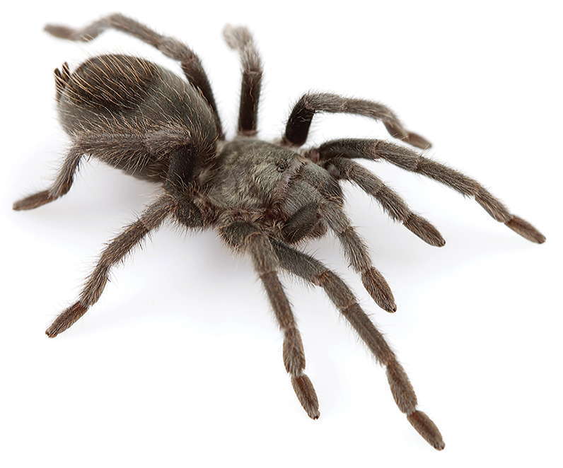 Mojave Dwarf Tarantula (Tarantulas and Trapdoor Spiders of the United ...