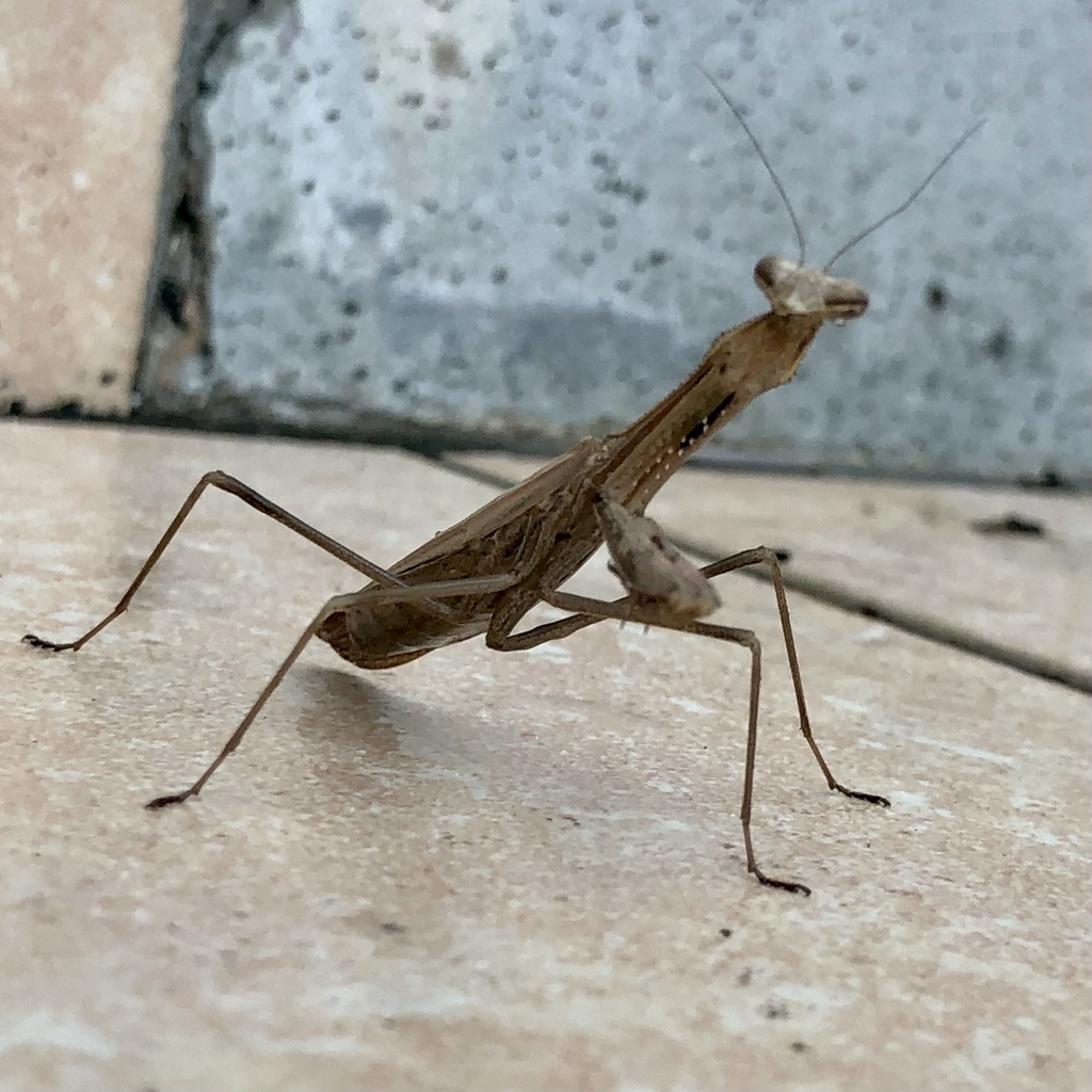 Asian Jumping Mantis from 本州, 大河原町, 宮城県, JP on August 25, 2024 at 04:08 ...