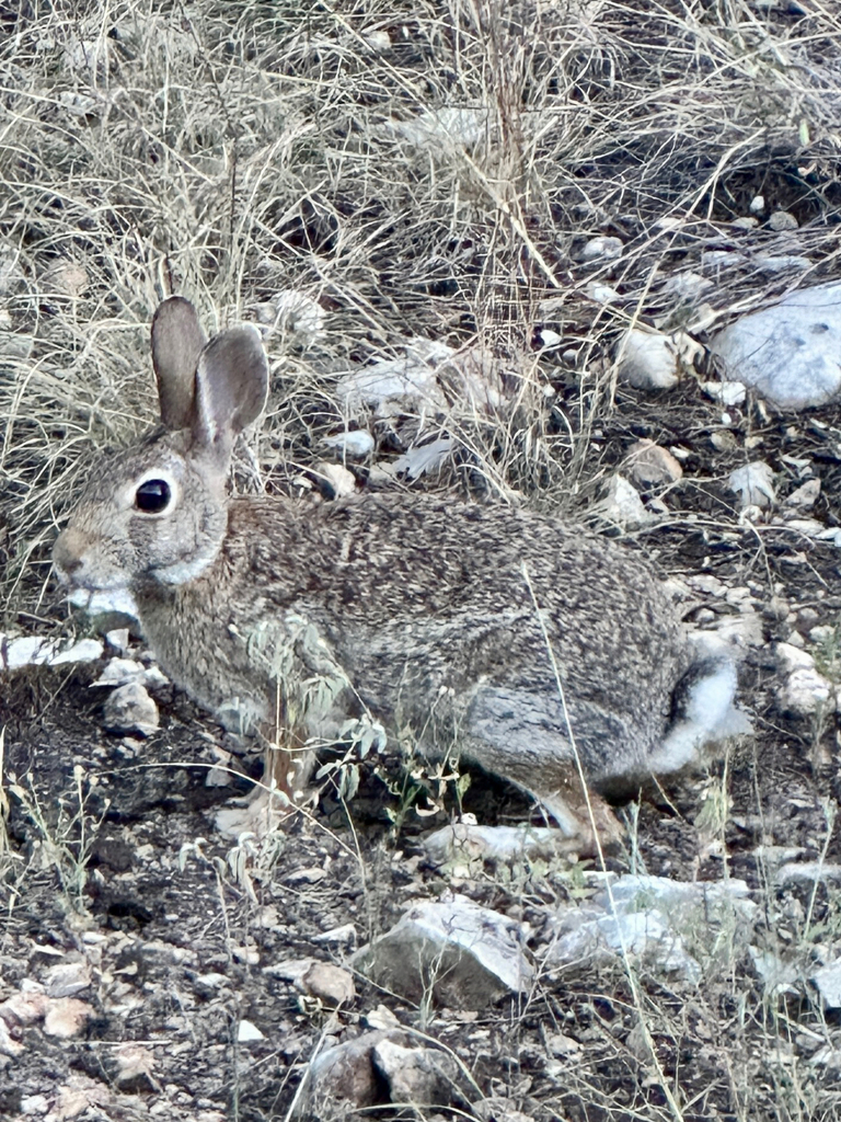 Eastern Cottontail from San Antonio, TX, US on August 27, 2024 at 07:31 ...