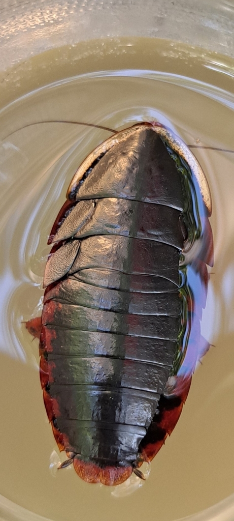 Amphibious Litter Cockroach from Nagasaki on August 23, 2024 at 04:29 ...