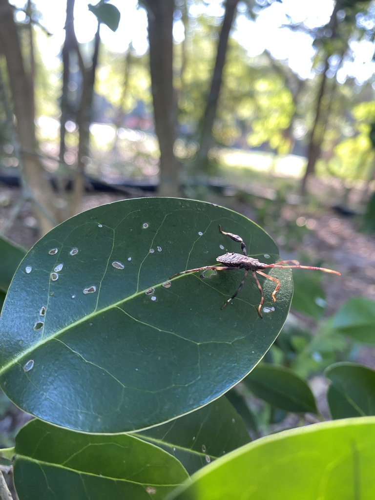 Spine-headed Bugs from Red Oak Ln, Charlotte, NC, US on August 27, 2024 ...