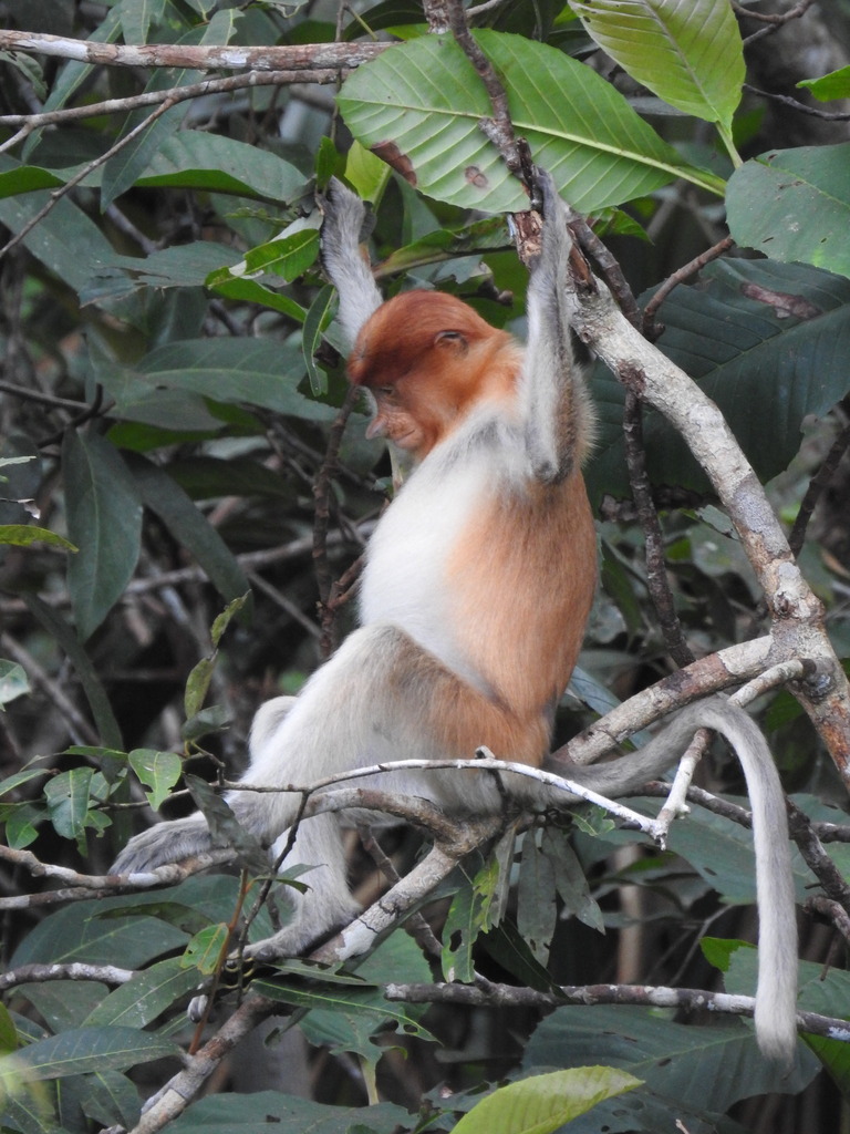 Proboscis Monkey in July 2024 by Andrew Durso · iNaturalist
