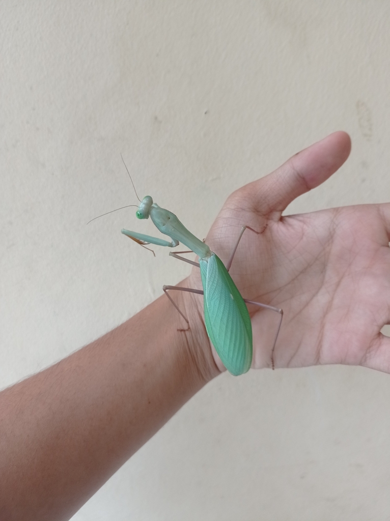 Giant Asian Mantises from 9MHG+HV3, Awiyo, Kec. Abepura, Kota Jayapura ...