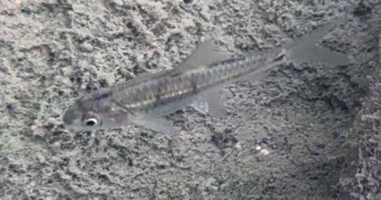 Broad-striped Barb from Lubombo, SZ on August 26, 2024 at 09:20 AM by ...