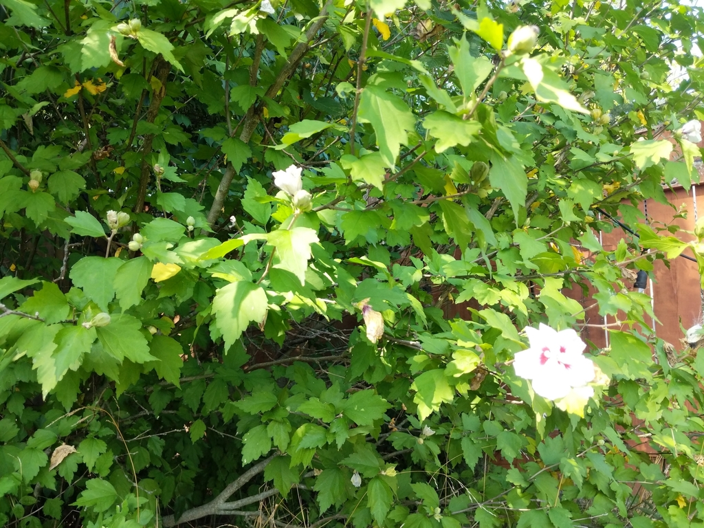 common hibiscus from Centerville, OH 45440, USA on August 27, 2024 at ...
