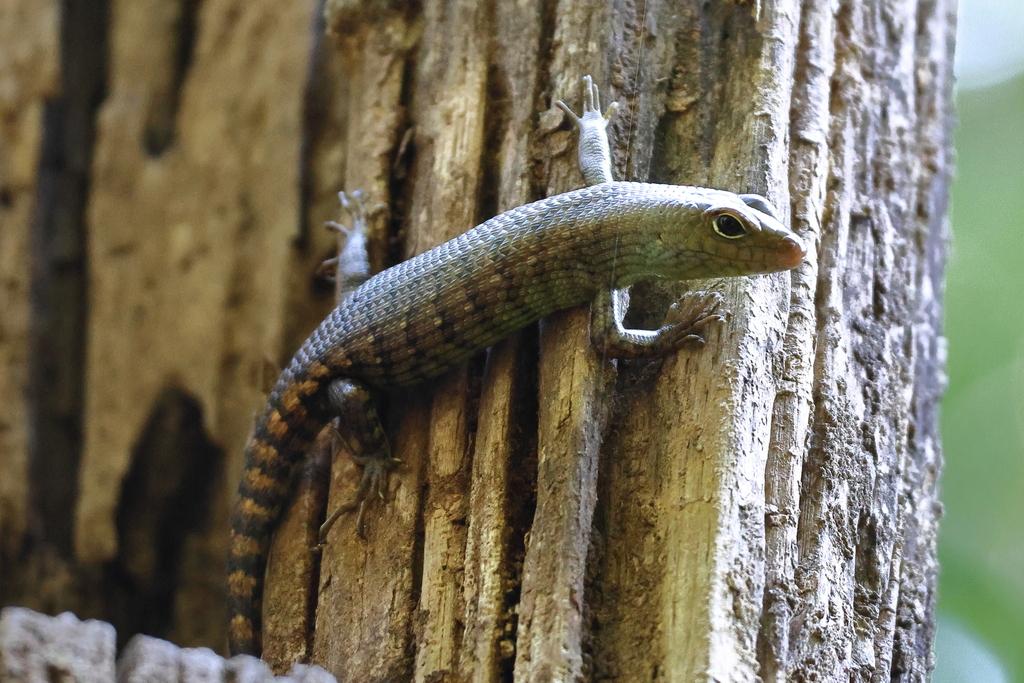 Big Tree Skink from Langkat, Sumatera Utara, Indonesien on August 7 ...