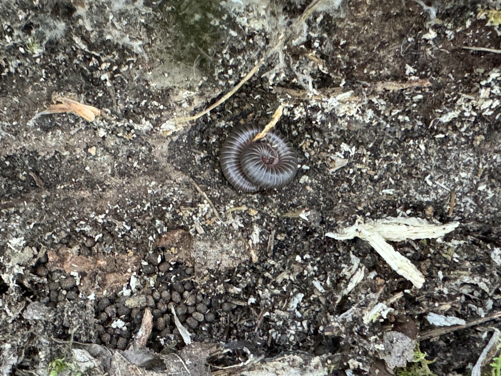 American Giant Millipede from George Washington & Jefferson National ...
