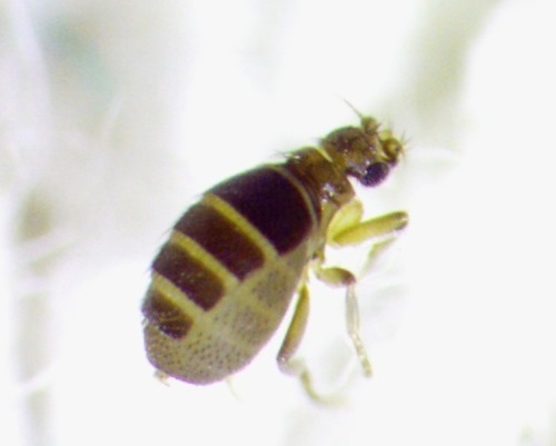 (Puliciphora)