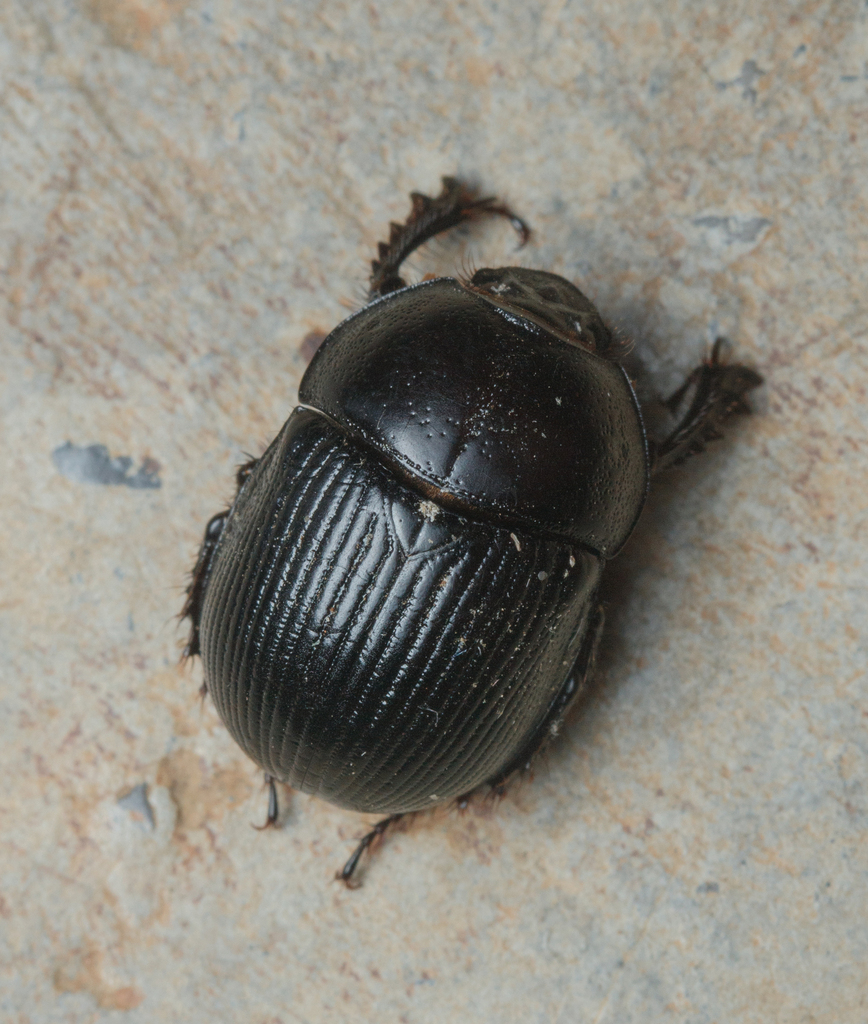 Horn's Earth-boring Beetle (Dung beetles of New England) · iNaturalist