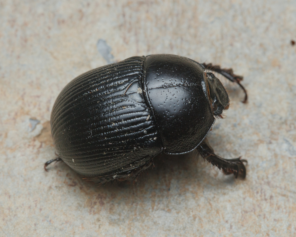 Horn's Earth-boring Beetle (Dung beetles of New England) · iNaturalist