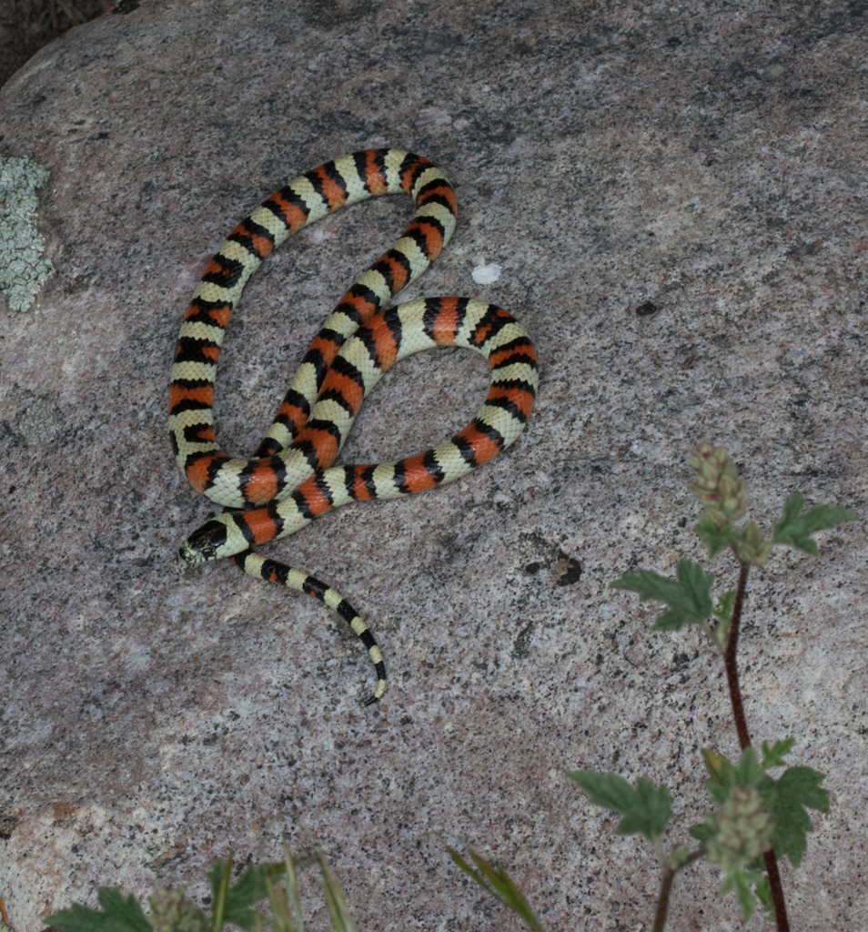 Western Milksnake in May 2017 by wasatch_hunter. Flipped under rock in ...