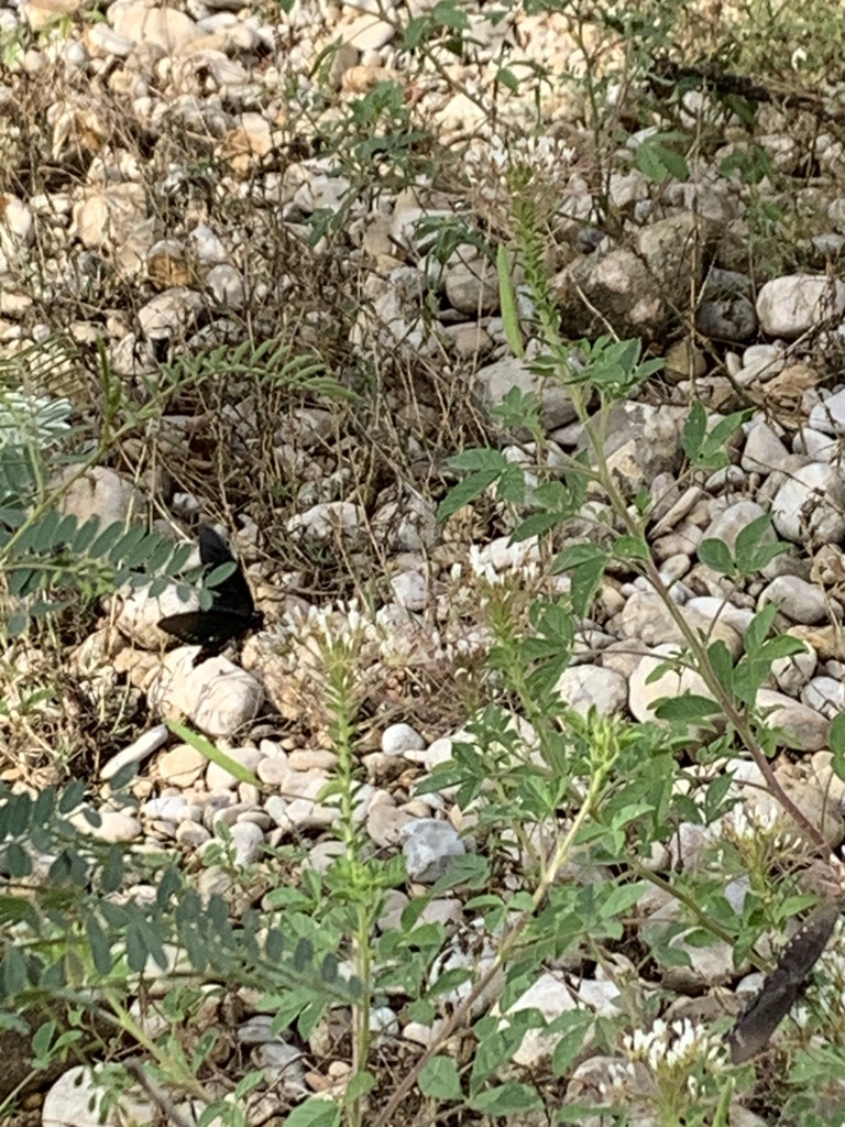 Pipevine Swallowtail from River Bend Rd, Comfort, TX, US on August 27 ...