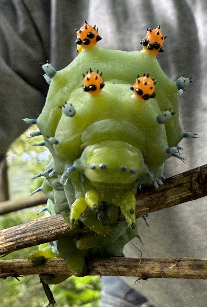 Cecropia Moth from Pumping Station Rd, Central Elgin, ON, CA on August ...