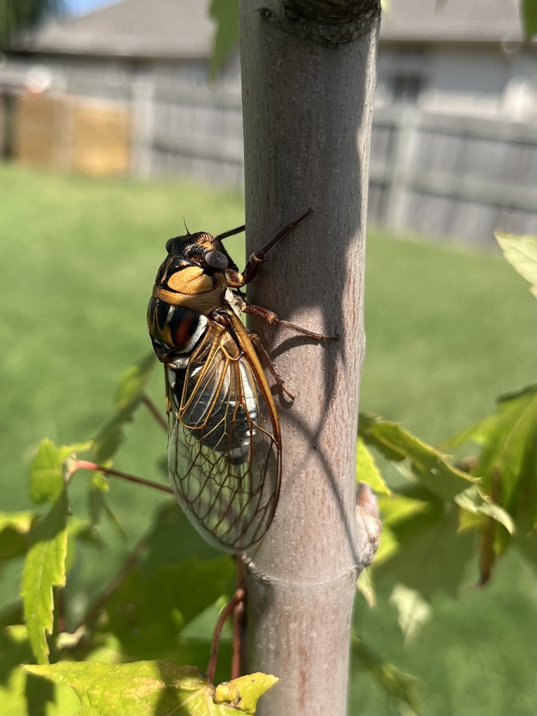 Bush Cicada from S 96th E Ave, Tulsa, OK, US on August 27, 2024 at 11: ...