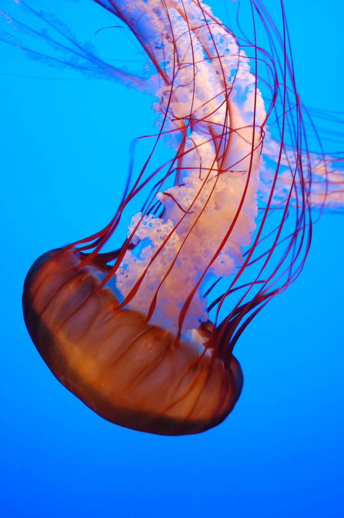 Pacific Sea Nettle (NerdsforNature.org - Nightlife @ the California ...