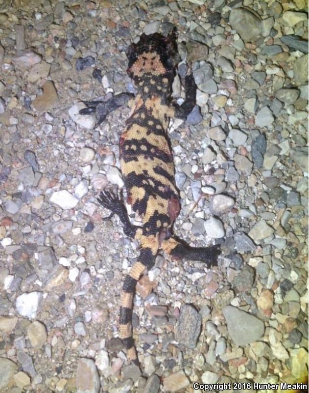 Heloderma suspectum cinctum Bogert & Martín Del Campo, 1956