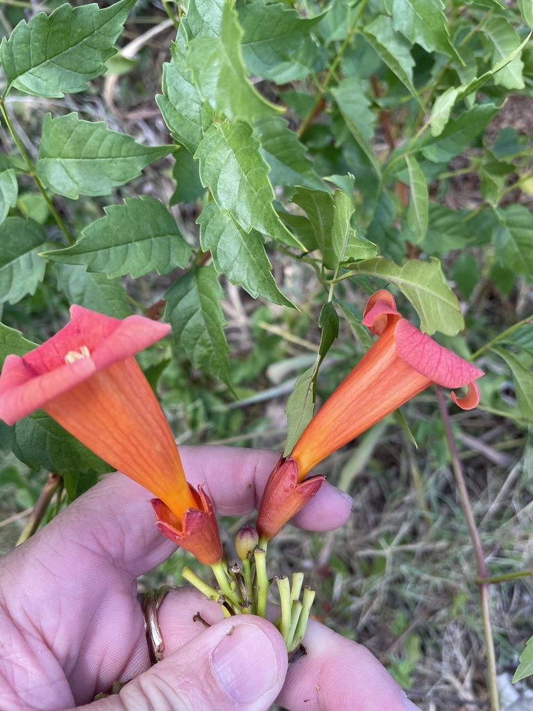 American trumpet vine from Sandy Lane Park, Fort Worth, TX, US on ...