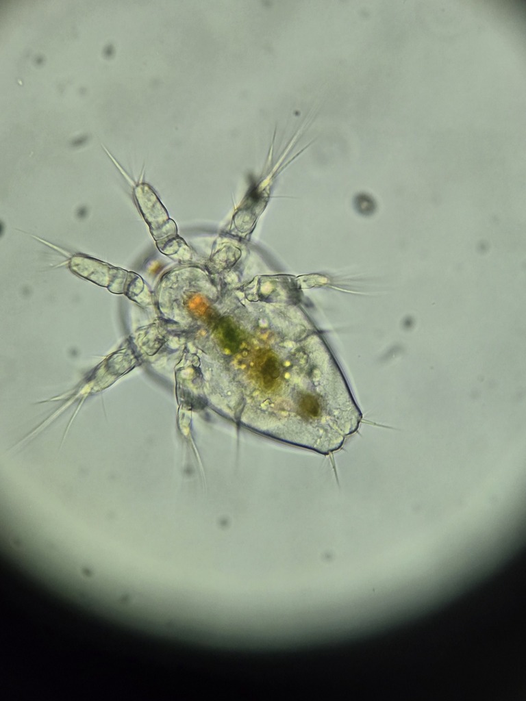 Cyclopoid Copepods (nauplius larva) (Aquatic microinvertebrates in Iowa ...