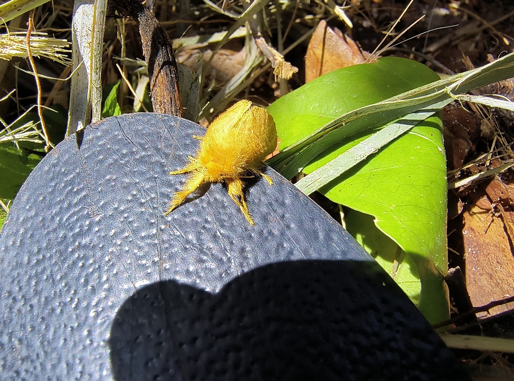 Yellow Flannel Moth from Hypoluxo, FL 33462, USA on August 19, 2024 at ...