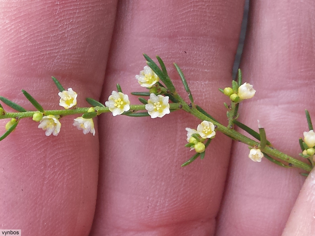 Cluts (Clutia) - Botanical Realm