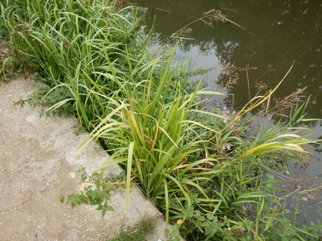 reed meadowgrass from Parbold, UK on August 26, 2024 at 01:18 PM by ...