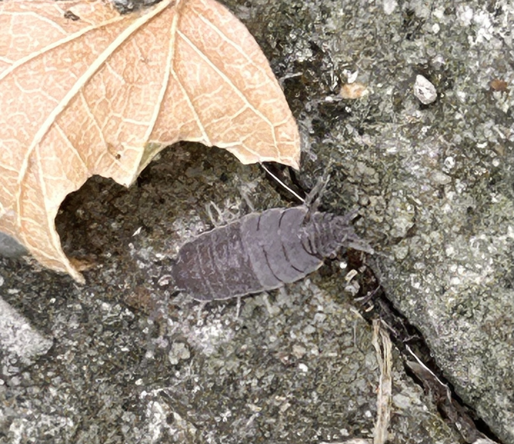 Powder Blue Isopod in August 2024 by joeywtx · iNaturalist