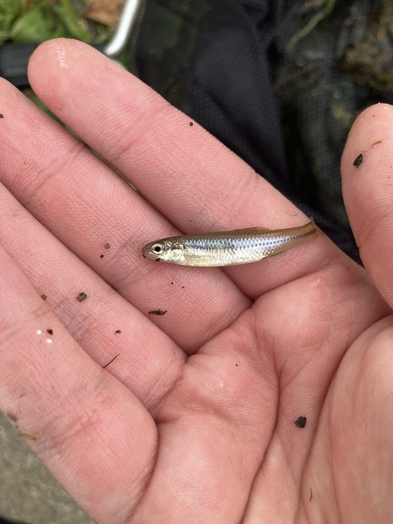Bluntnose Minnow from Lake Harriet, Minneapolis, MN, US on August 27 ...
