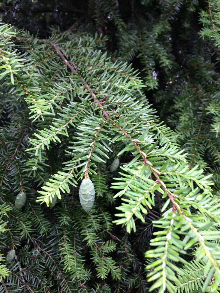 Carolina hemlock from Jackson County, US-NC, US on June 19, 2019 at 11: ...