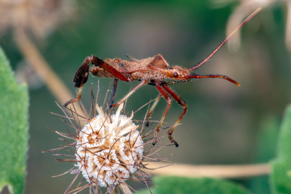 Western Leaf-footed Bug from Northeast Carrollton, Carrollton, TX, USA ...