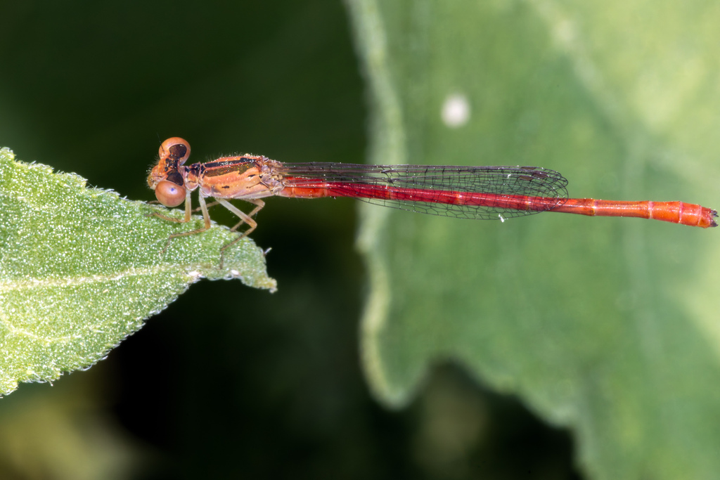 Desert Firetail from Northeast Carrollton, Carrollton, TX, USA on ...