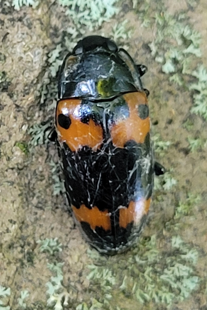 Red-banded Fungus Beetle from Sand Ridge Township, IL, USA on August 27 ...
