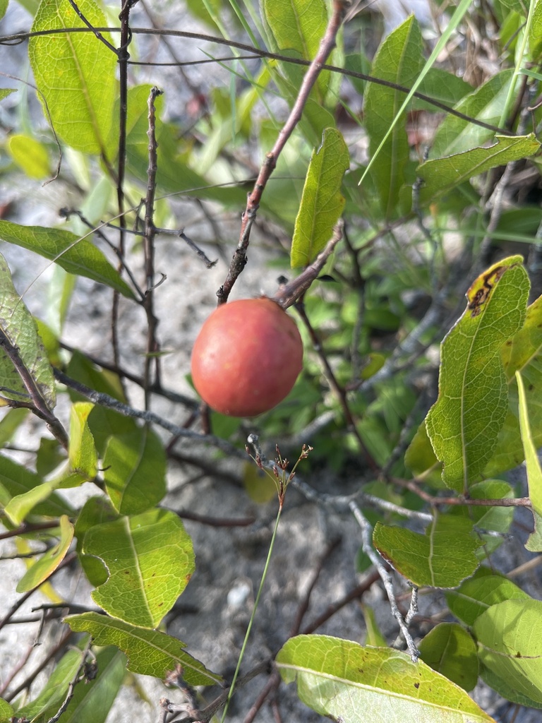 Gopher apple from Jonathan Dickinson State Park, Hobe Sound, FL, US on ...