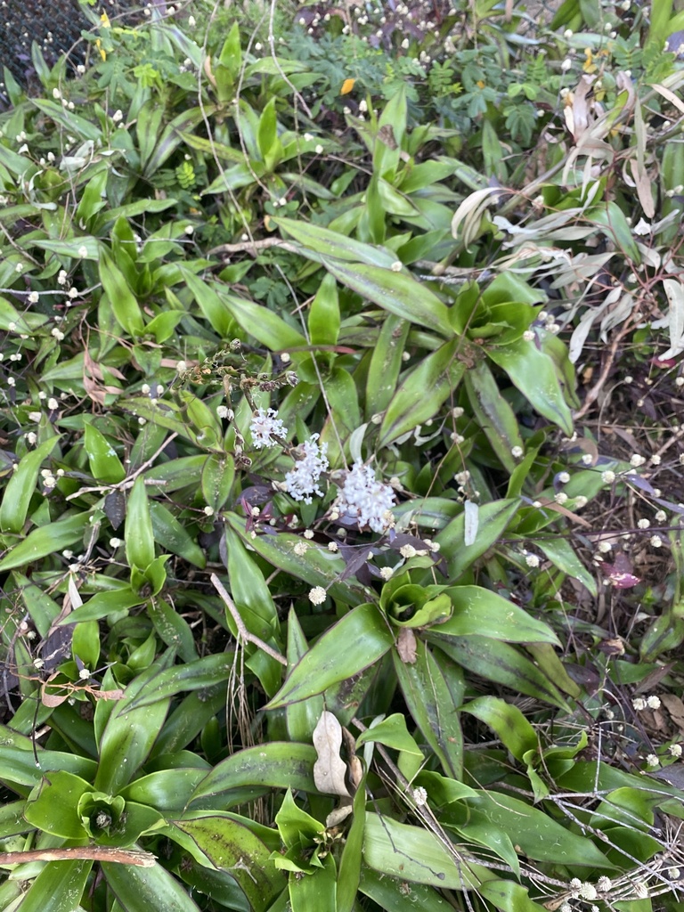 False Bromeliad Plant from Vantage Point Dr, Burleigh Heads, QLD, AU on ...