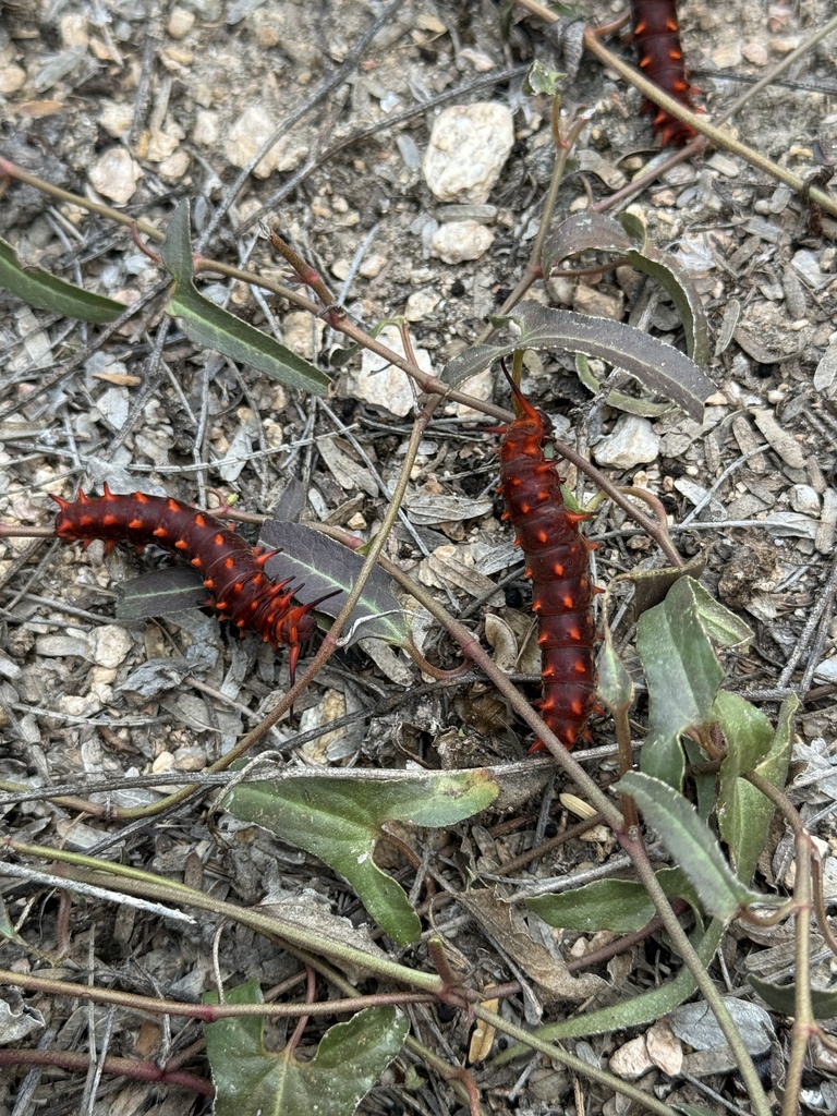 Pipevine Swallowtail from Coronado National Forest, Tucson, AZ, US on ...