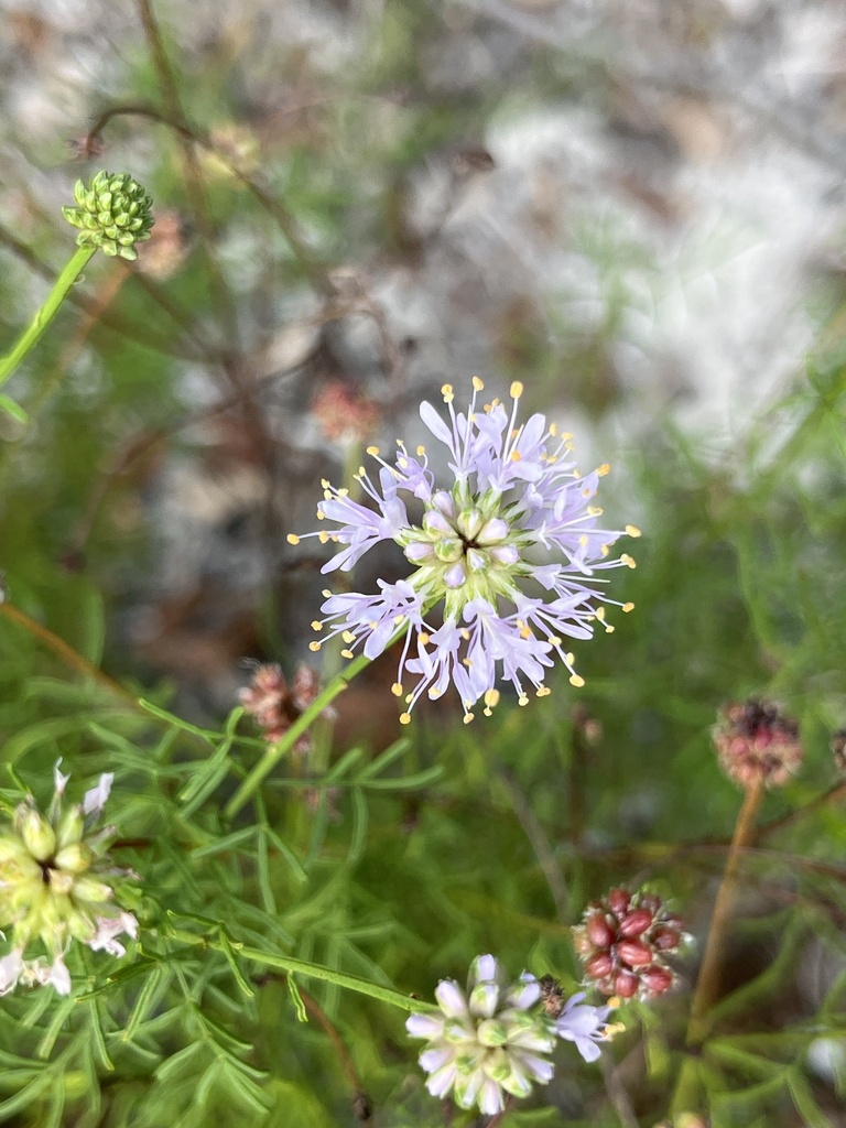 Feay's Prairie Clover from Jonathan Dickinson State Park, Hobe Sound ...