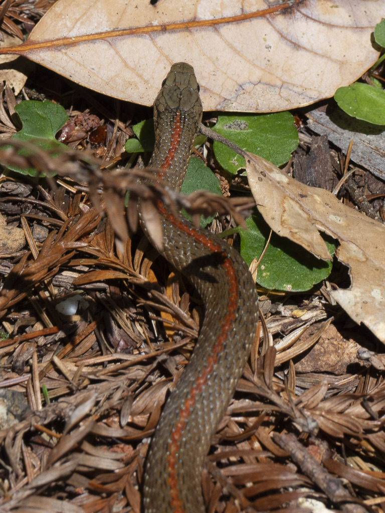 Northwestern Garter Snake from Humboldt County, CA, USA on August 20 ...