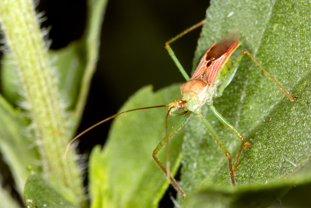 Leafhopper Assassin Bug from Northeast Carrollton, Carrollton, TX, USA ...