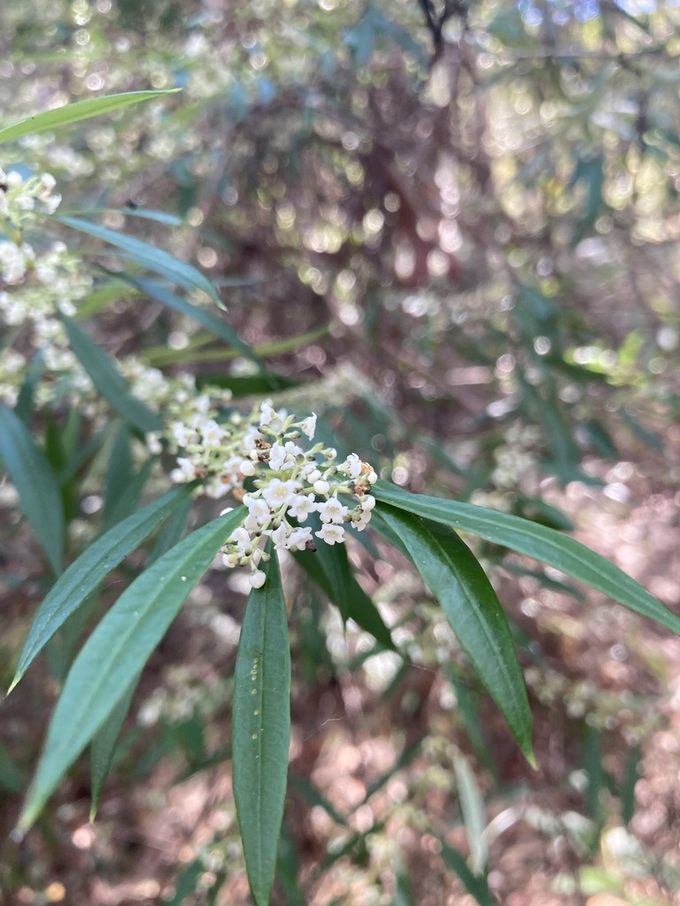 Logania albiflora from Mount Coolum National Park, Mount Coolum, QLD ...