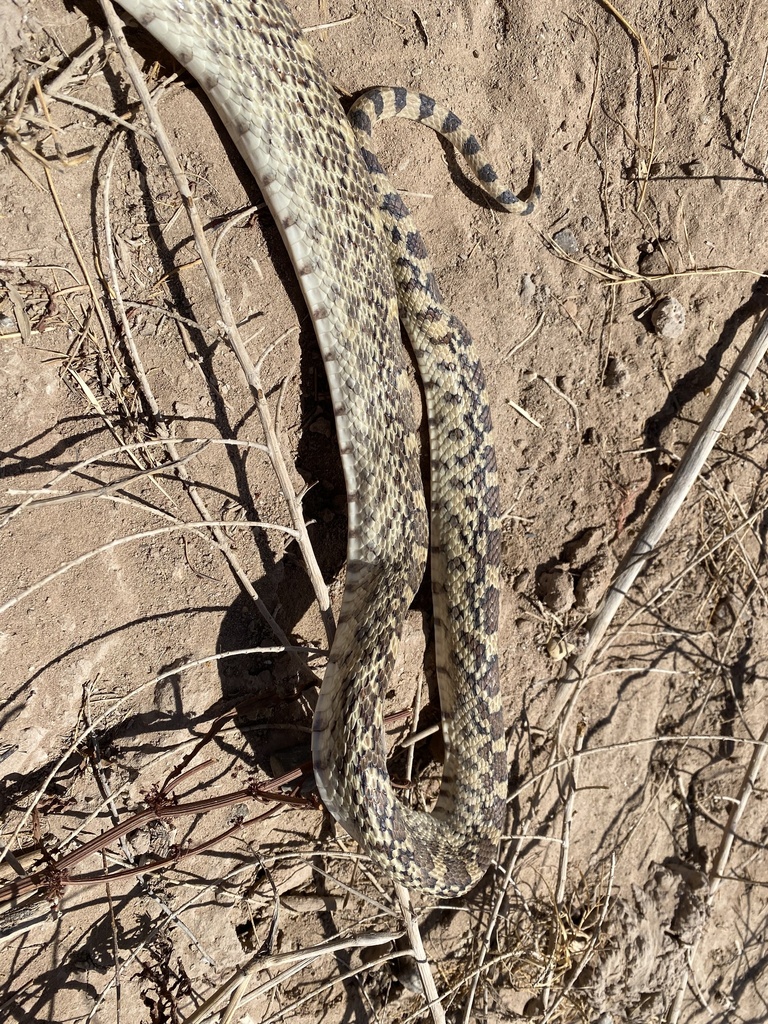 Gopher Snake from Lack Rd, Brawley, CA, US on August 22, 2024 at 11:10 ...