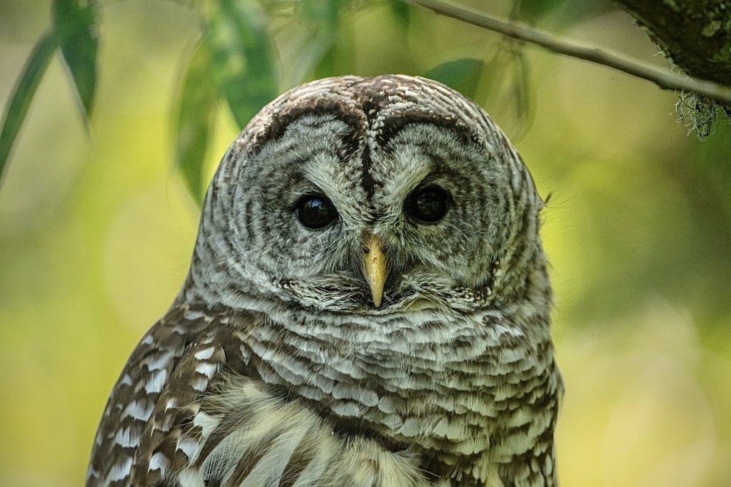 Barred Owl from Union Bay Natural Area, Seattle, WA, US on August 27 ...
