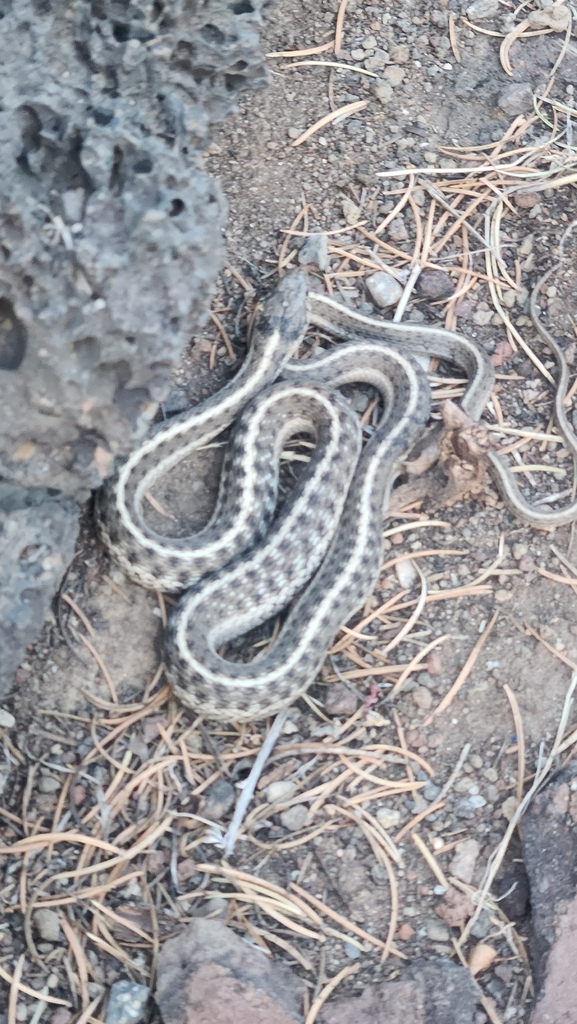 Wandering Garter Snake from Capulin Volcano National Monument, Union ...